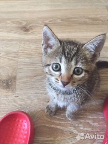 Котёнок ищет дом