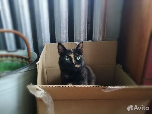 Отдам кошку