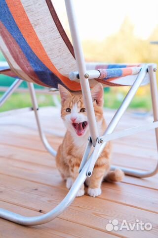 Шикарный Рыжий Котёнок ищет добрых хозяев