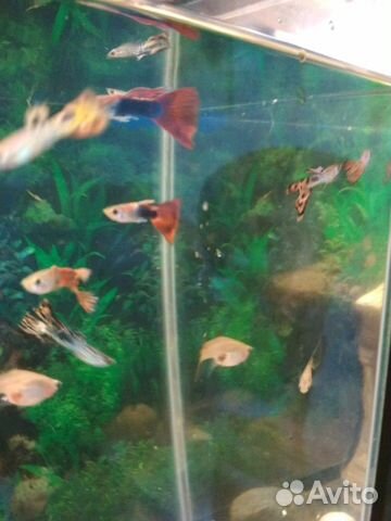 Продам рыбок Гуппи