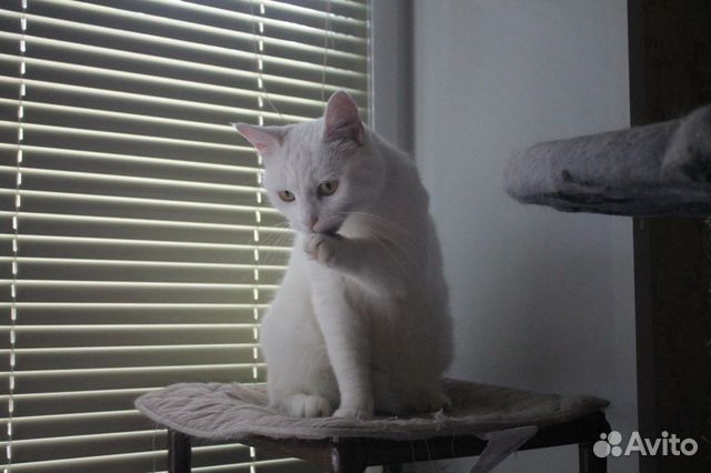 Найденная кошка