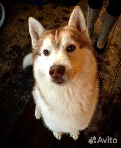 Хаски кобель продаю