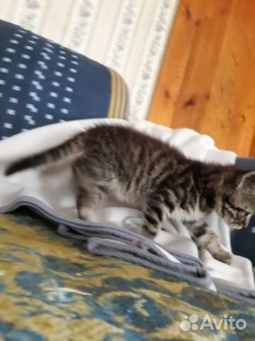 Лапочка котенок
