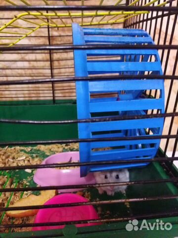 Хомяк джунгарик