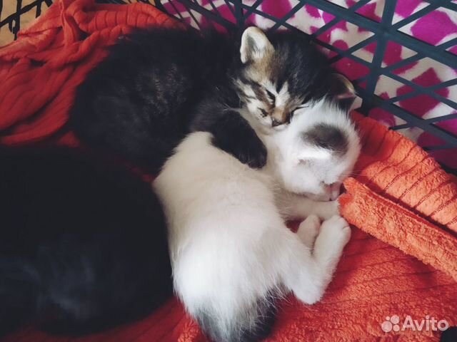 Отдадим котят в хорошие руки