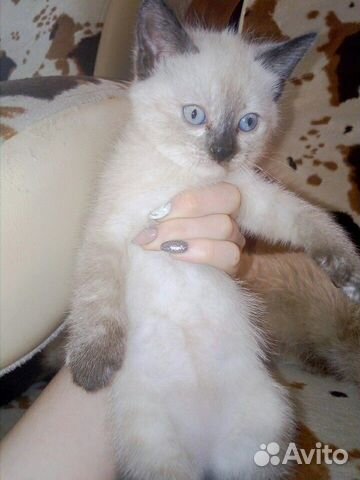 Котенок девочка голубоглазая