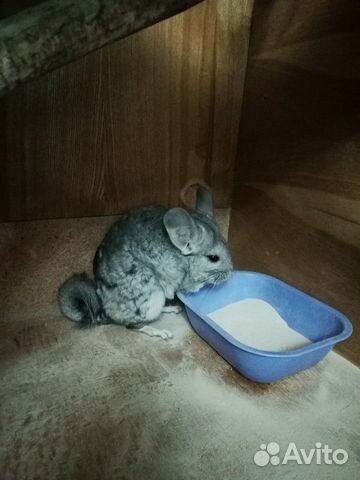 Семья шиншил