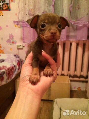 Щенки той-терьера