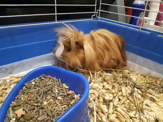 Перуанская морская свинка