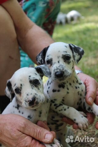 Чистокровные Далматинцы