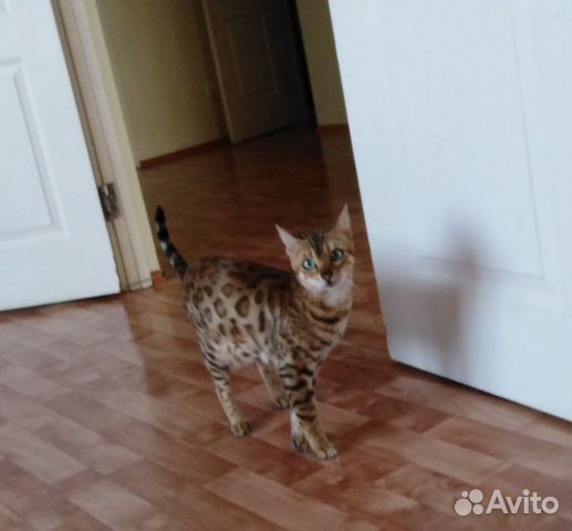 Бенгальские котята