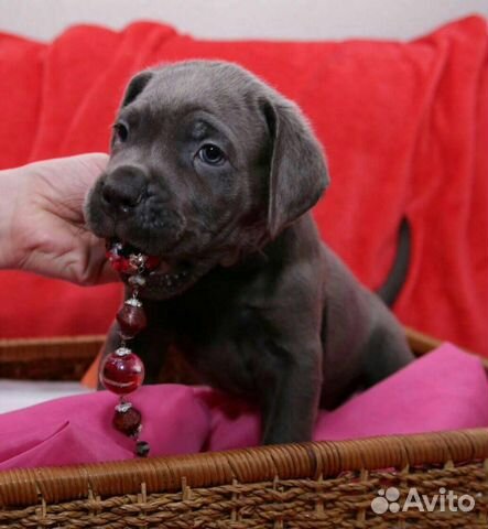 Красивые щеночки кане корсо от Чемпиона породы