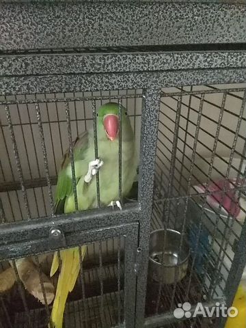 Александрийский попугай