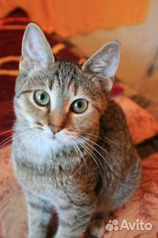 Кошечка Шейла