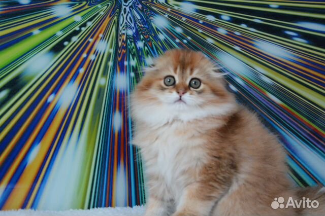 Золотушка Хайленд