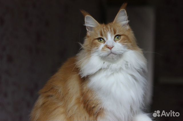 Молодая кошечка