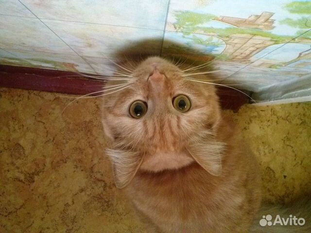 Котик в добрые руки