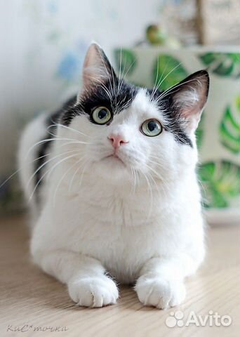 Котик Бося устал от предательства