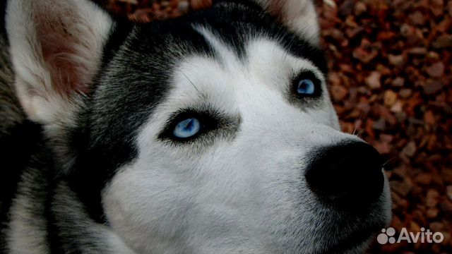 Хаски верну хозяину