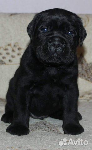 Шикарные чёрные щенки кане корсо