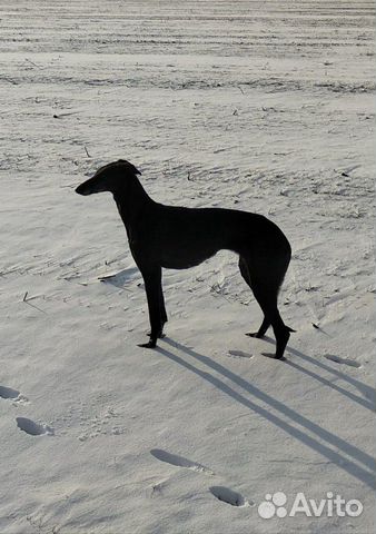 Хортая борзая