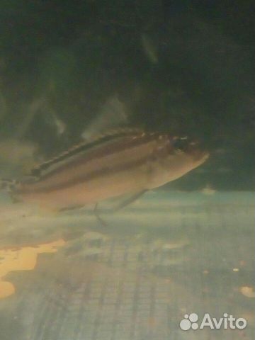 Рыбка ауратус