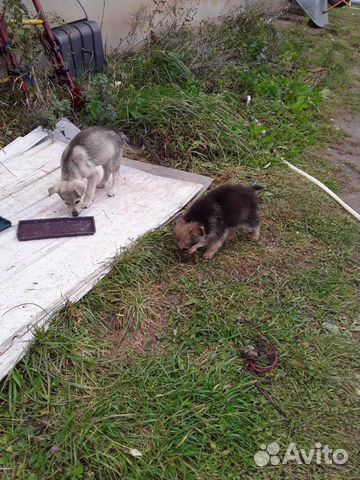 Отдам щенков (почти 3 месяца).их мать помесь лайки
