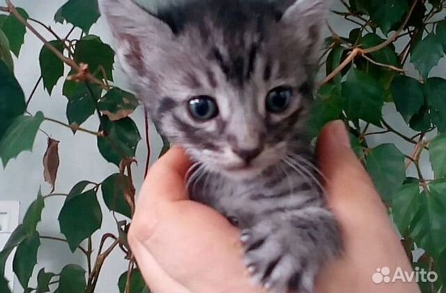 Котята Севастополь. Тигристые Мальчик и Девочка