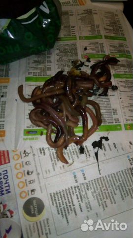 Черви выползки