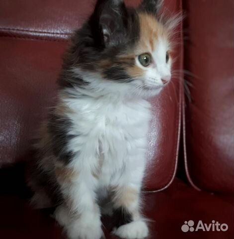 Котята мальчик и девочка в добрые руки