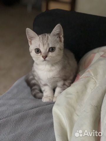 Кошечка шотландка
