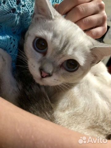 Котёнок в хорошие руки