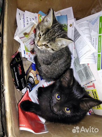 Котята