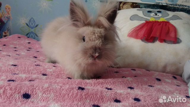 Ангорский кролик