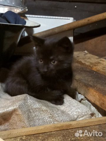 Котенок черный гладкошерстный