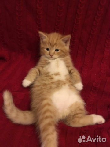 Шотландские прямоухие котята