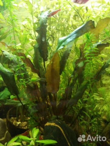 Криптокарина