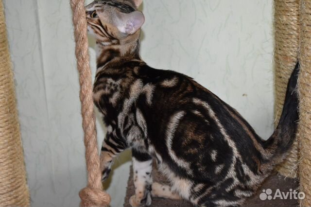 Мраморная бенгалочка