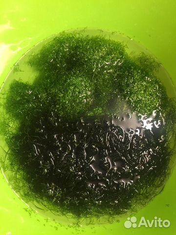 Аквариумное растение Яванский мох и риччия