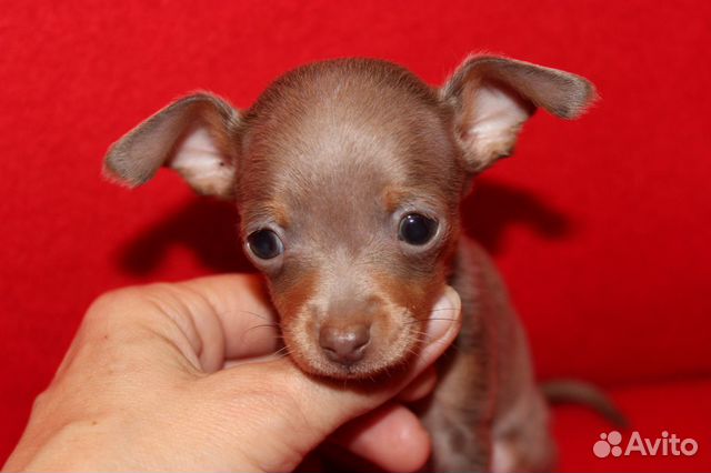 Крошечные тойчики (РКФ)