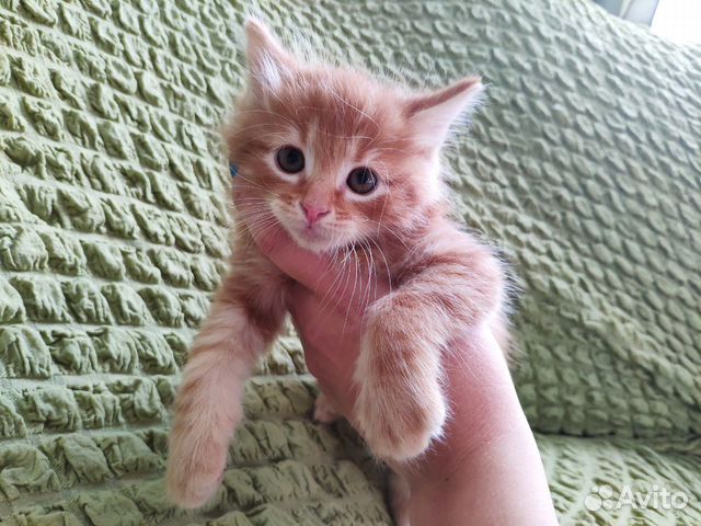 Маленькая рысь