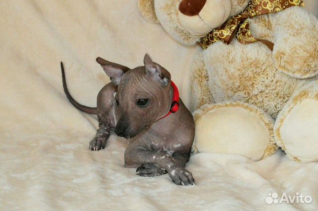 Щенки Ксолоитцкуинтли средние / Мексиканская голая