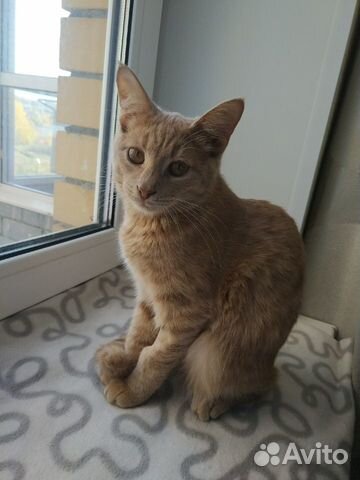 Рыжие братишки ищут дом