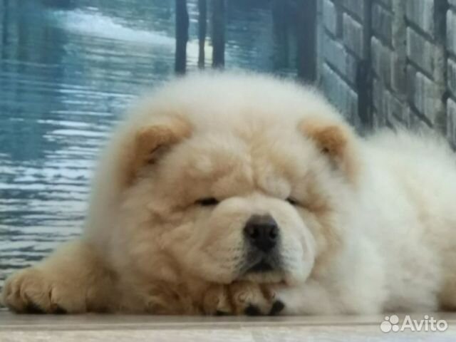 Снежное чудо