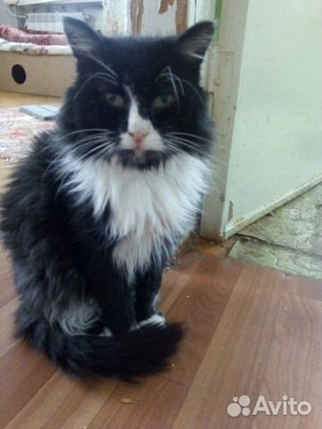 Котик кастрированный