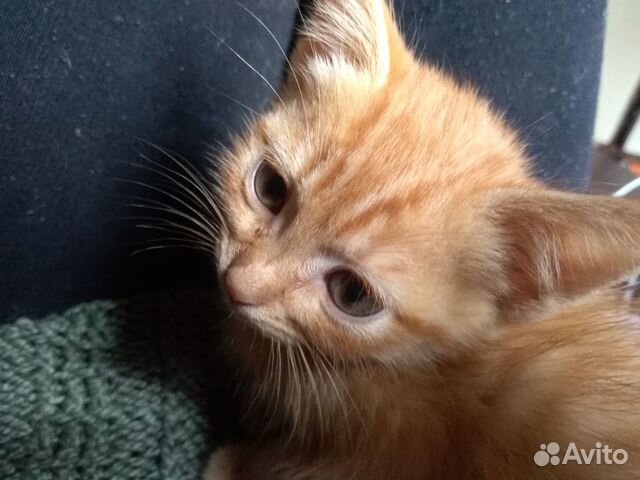 Бригада "Мяу"