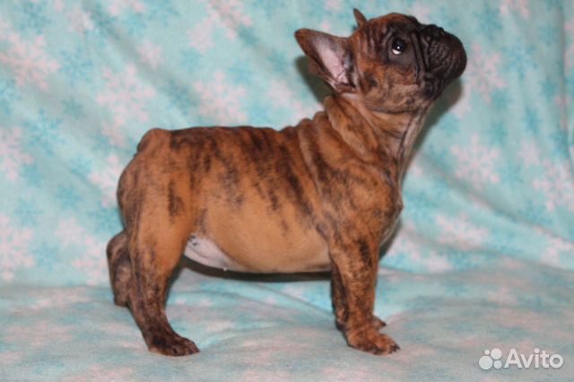 Французские булочки