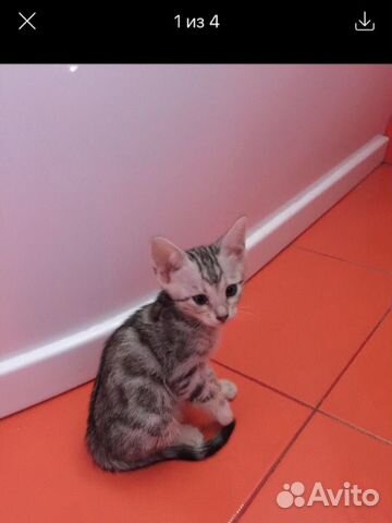 Бенгальская кошечка