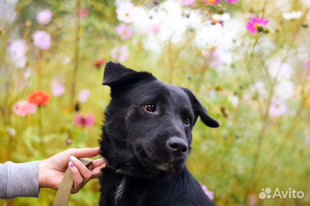 Атика в добрые руки