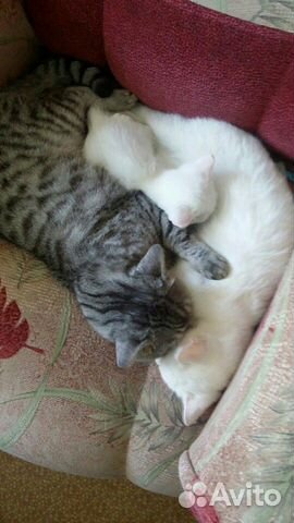 Котёнок ангорка